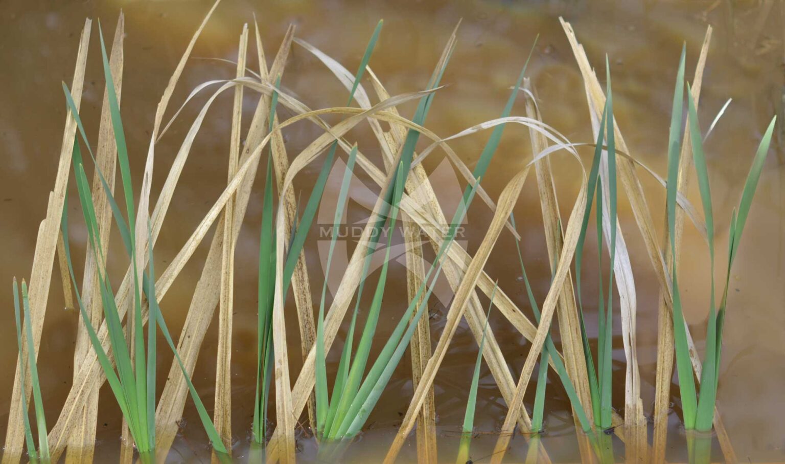 Camo Patterns | Camouflage Patterned Clothing | Muddy Water Outdoors