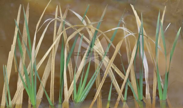 Camo Patterns | Camouflage Patterned Clothing | Muddy Water Outdoors