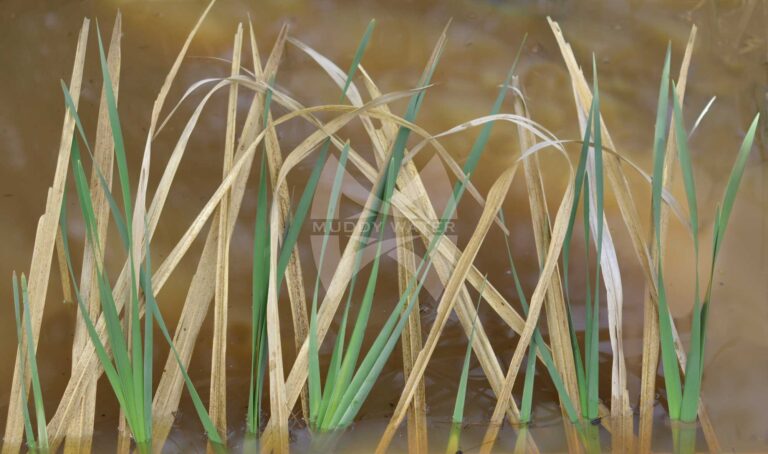 Camo Patterns | Camouflage Patterned Clothing | Muddy Water Outdoors